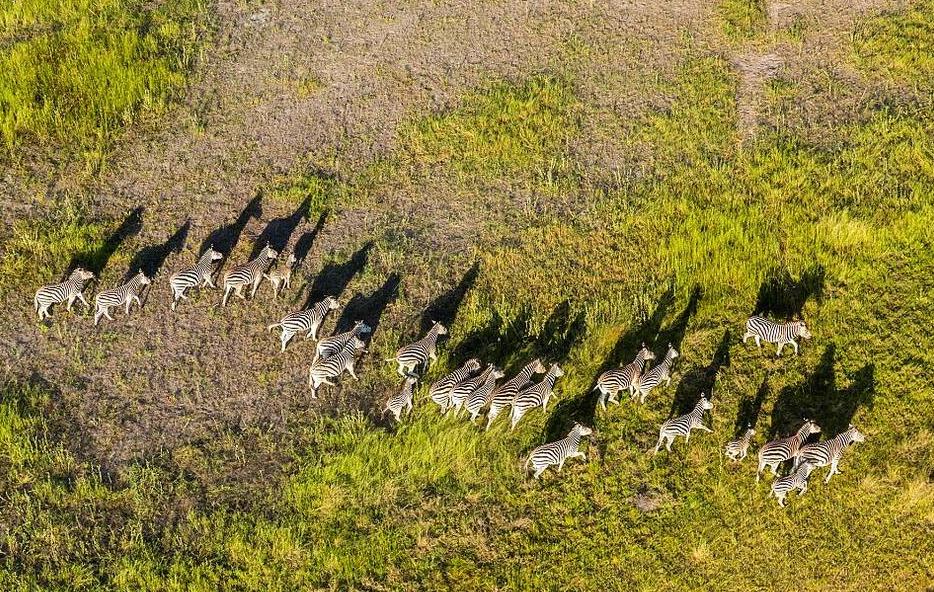 Drones, Infrared Detector and Video Transmitter For Smart Wildlife ...